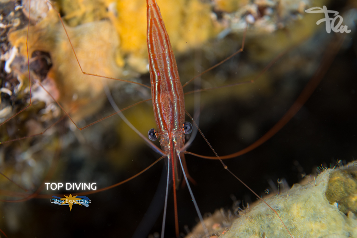 Top Diving | Ustica Diving