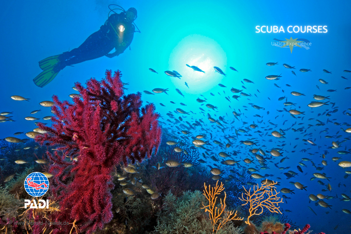 Scuba Courses | Ustica Diving